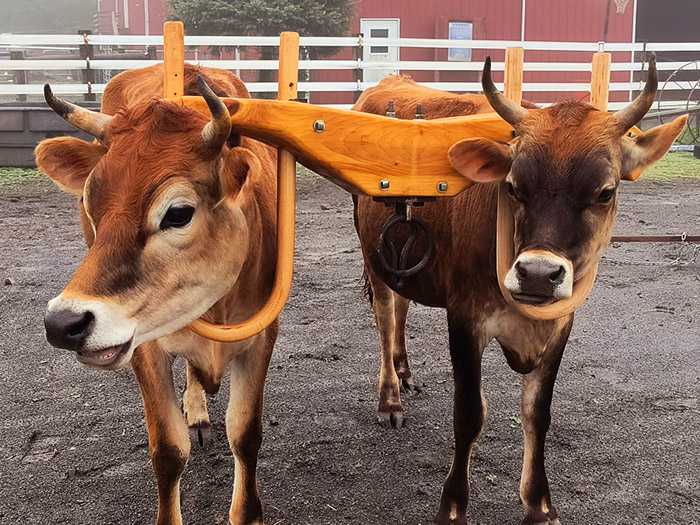 Animal Fund | Colonial Pennsylvania Farmstead